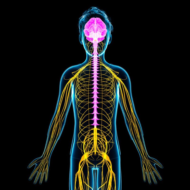 The Hidden Link: Vestibular Spinal Reflex and Chronic Fatigue – Brain ...